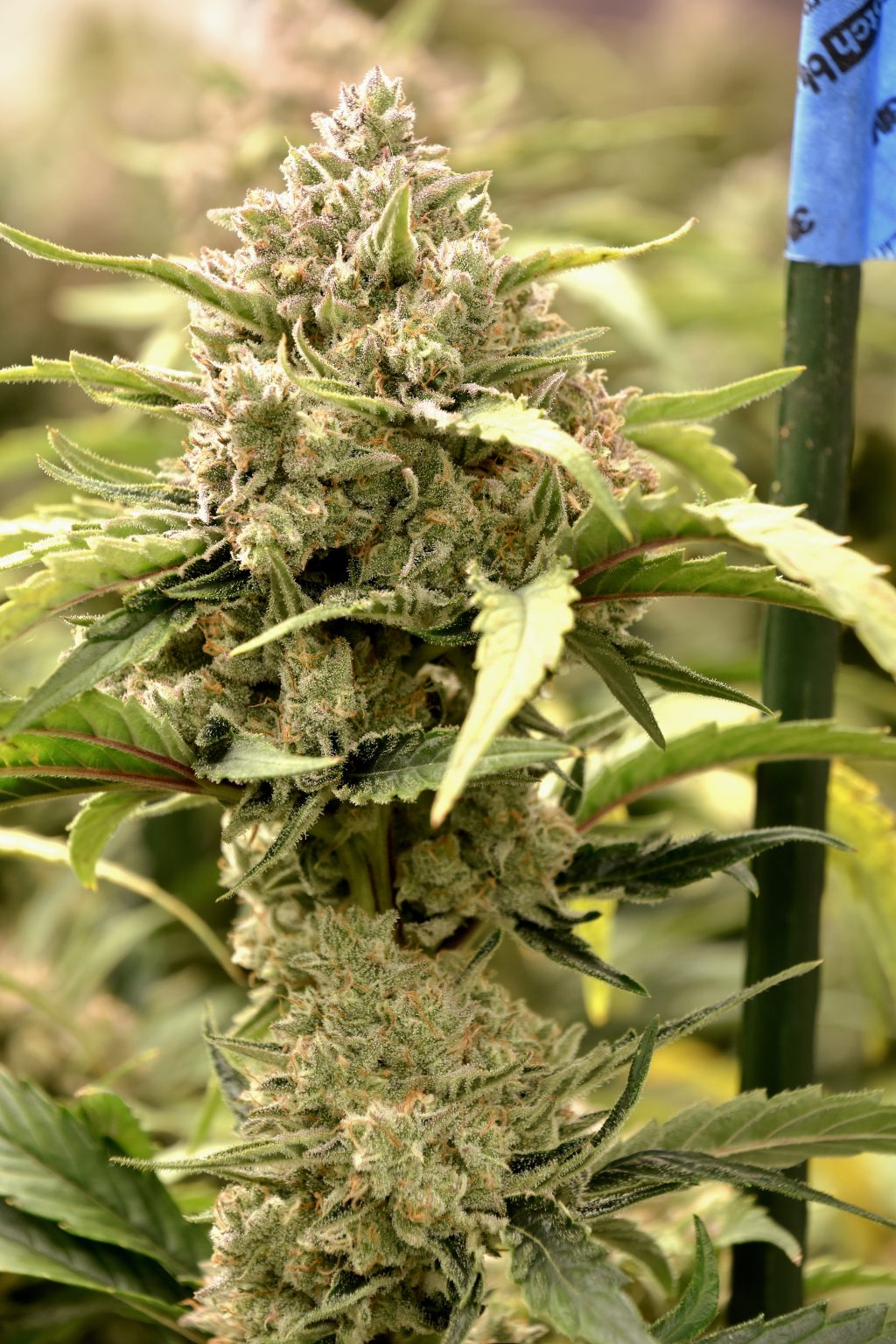 Granite Haze F7 - Speedrun Seeds