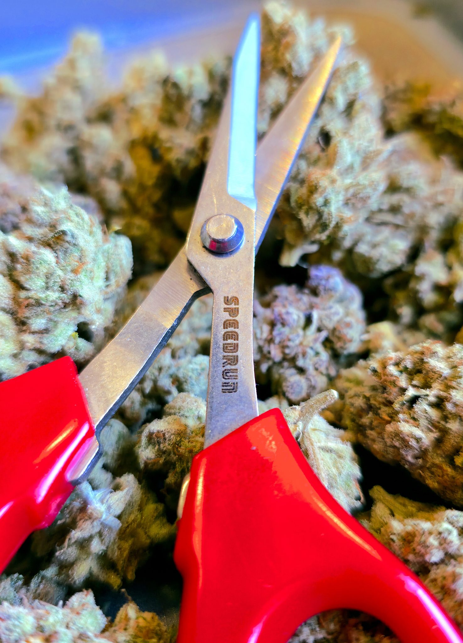 Speedrun Pro Trimming Scissors - Speedrun Seeds