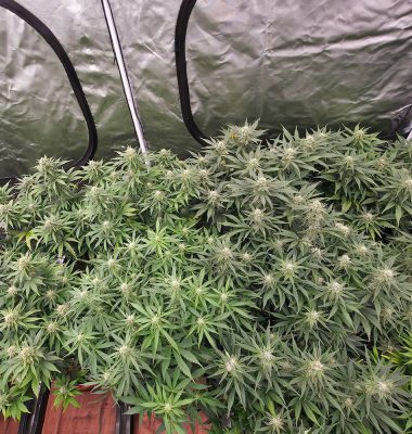 Speedrun Seeds | Feminized Autoflower Seeds