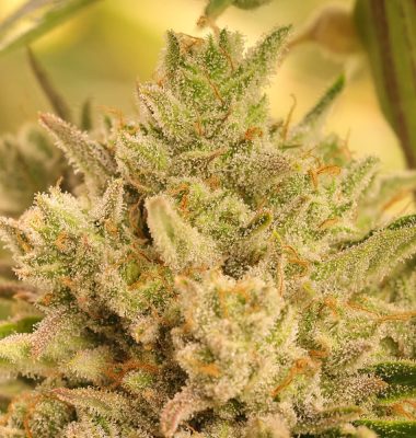 Speedrun Seeds | Feminized Autoflower Seeds