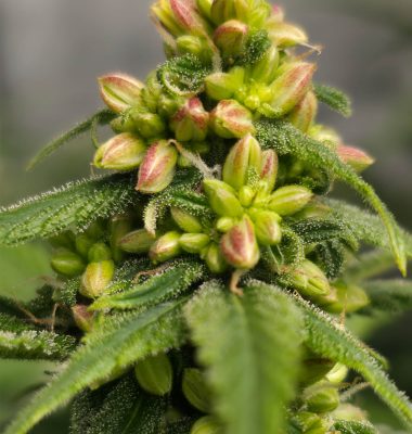 Speedrun Seeds | Feminized Autoflower Seeds