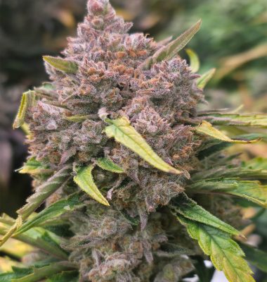Speedrun Seeds | Feminized Autoflower Seeds