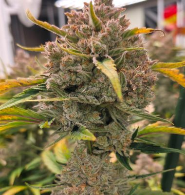Speedrun Seeds | Feminized Autoflower Seeds