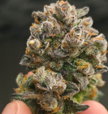 Speedrun Seeds | Feminized Autoflower Seeds