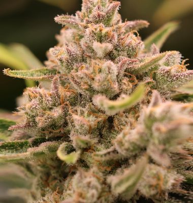 Speedrun Seeds | Feminized Autoflower Seeds