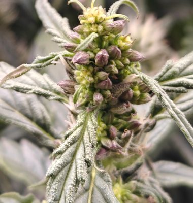 Speedrun Seeds | Feminized Autoflower Seeds