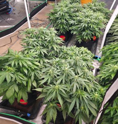 Speedrun Seeds | Feminized Autoflower Seeds